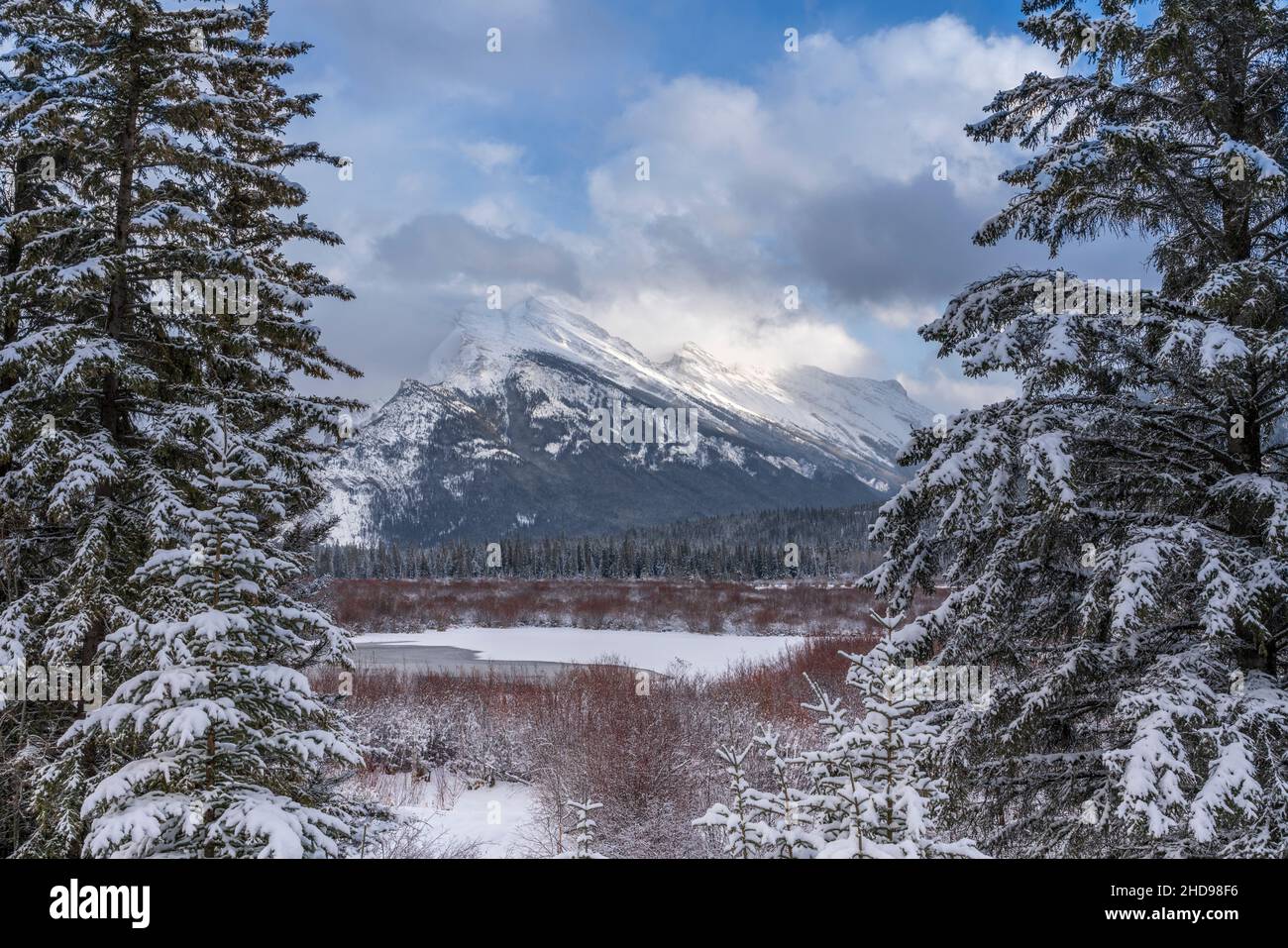 Heavy snowfall on the trees along the Vermilion Lakes, Banff National ...