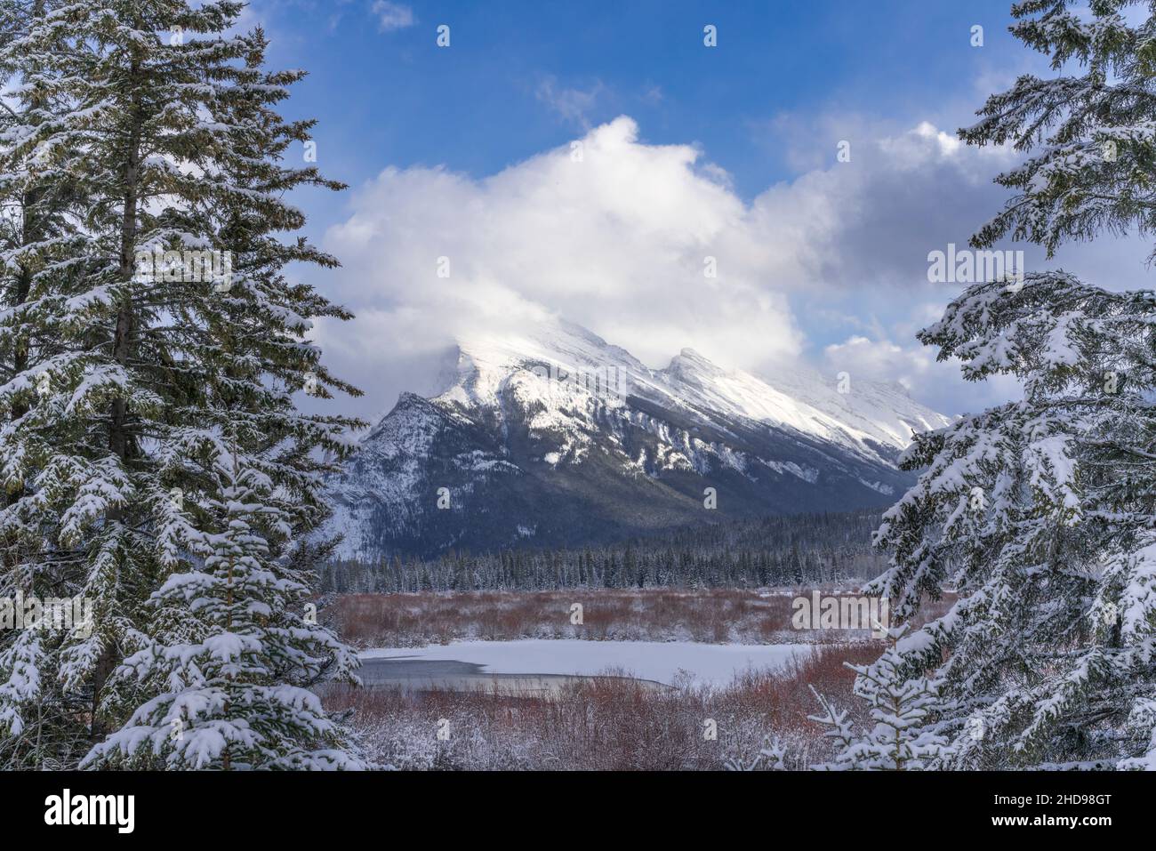 Heavy snowfall on the trees along the Vermilion Lakes, Banff National ...