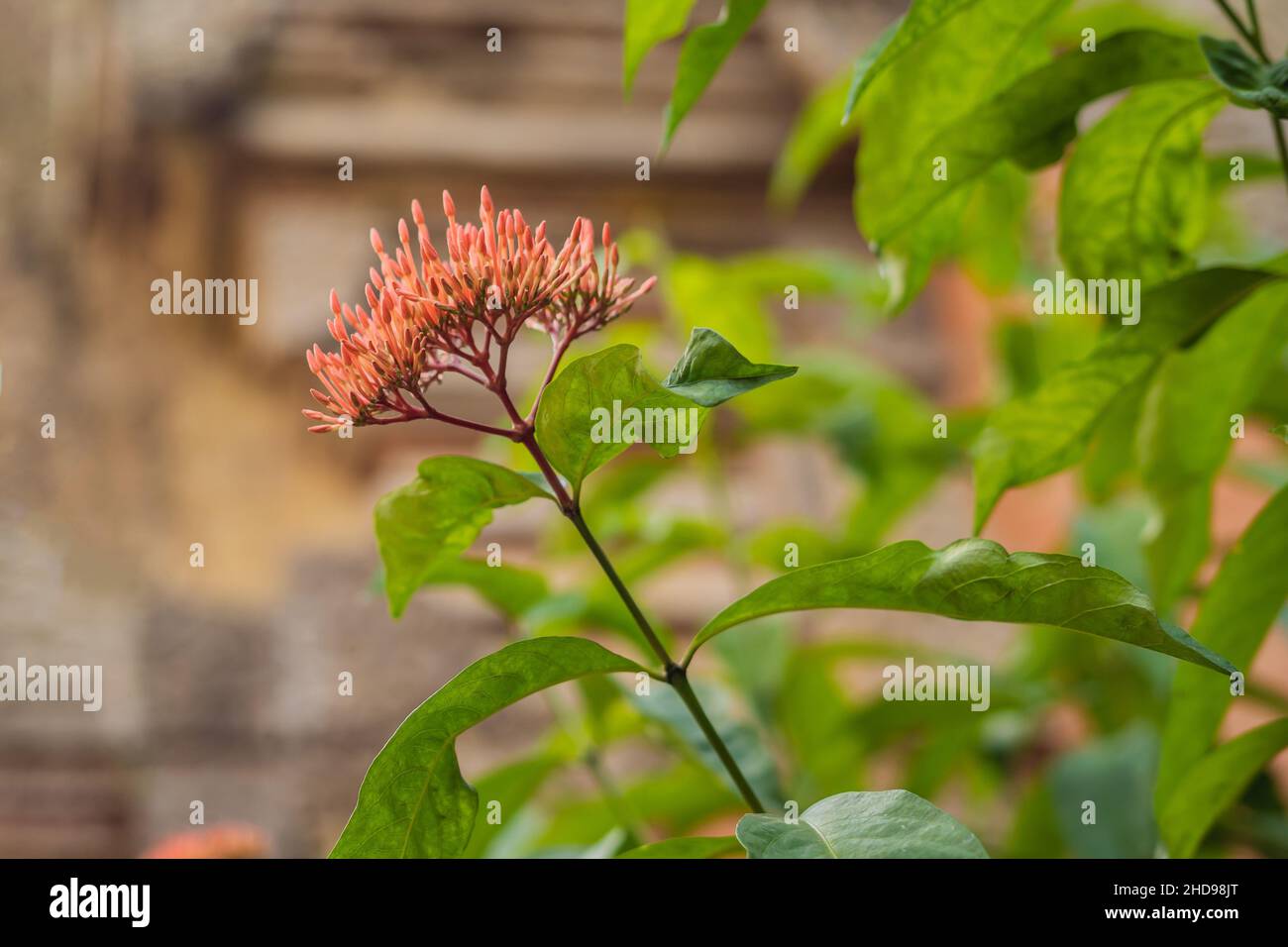 Ubud palace bali inside ubud hi-res stock photography and images - Alamy