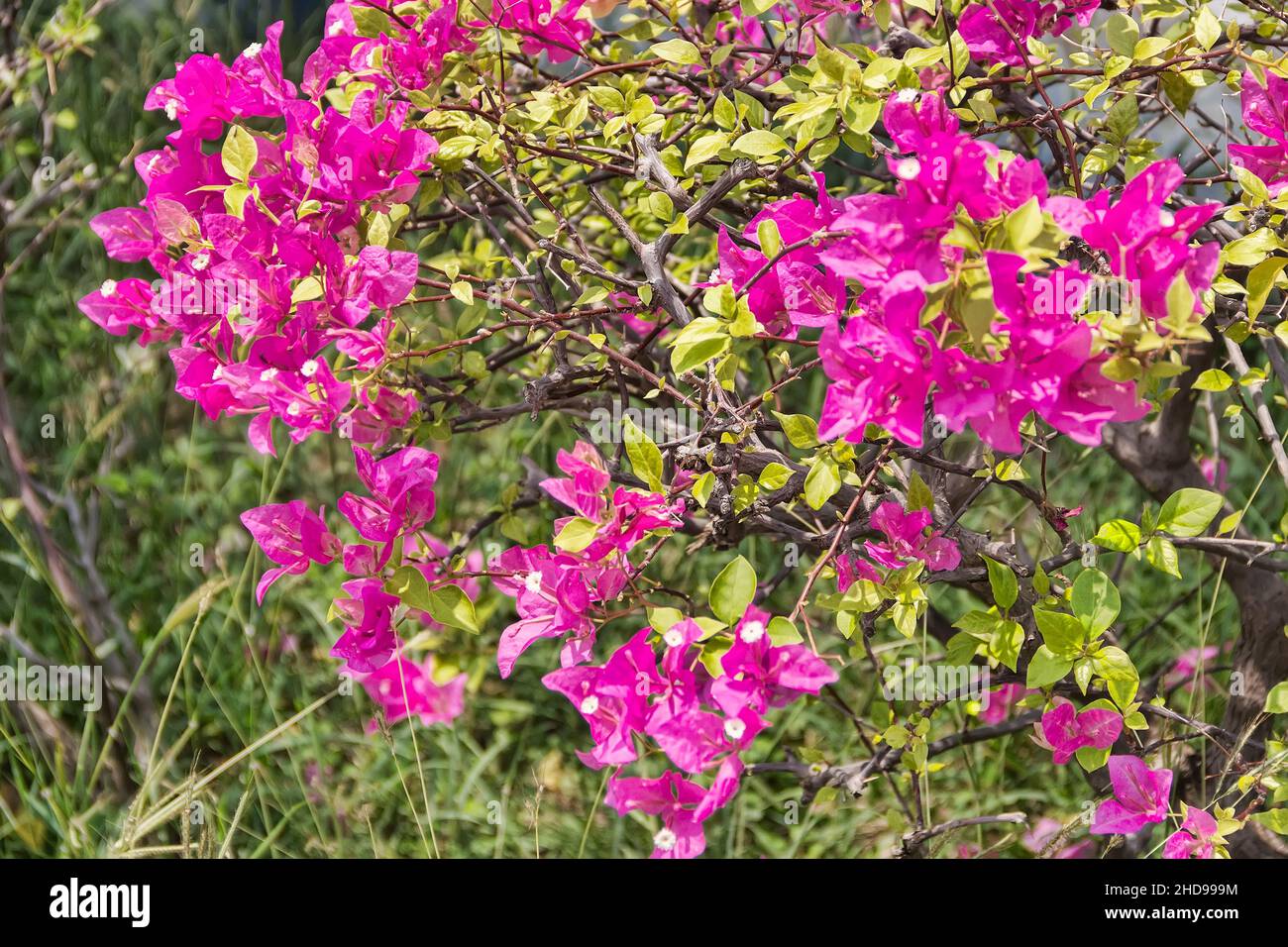 Red flowers (purple bracts) of bougainvillea the upper part of a large ...
