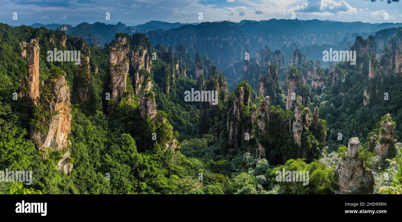 Panorama of sandstone pillar landscape in Wulingyuan Scenic and ...