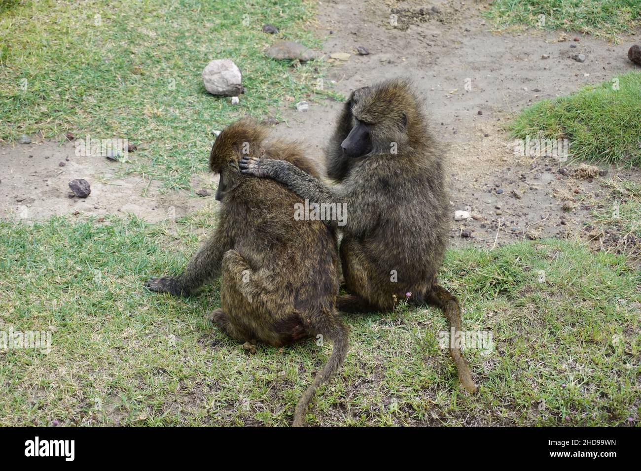 Two baboons lousing each other in the Ngorongoro Crater, Tanzania 2021 ...