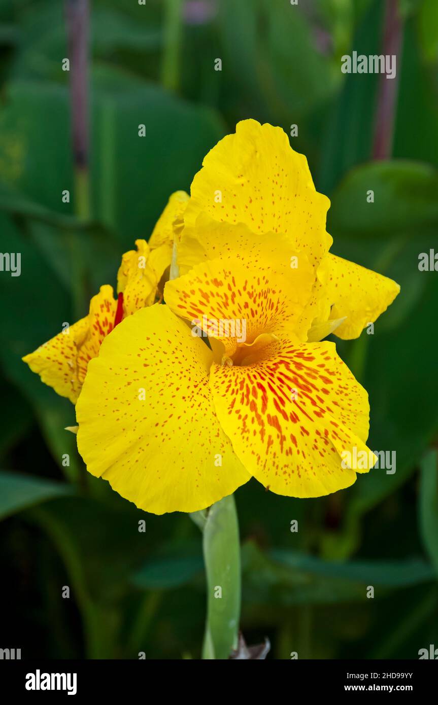 A closeup of a hybrid Cana flower in Costa Rica, Central America Stock ...