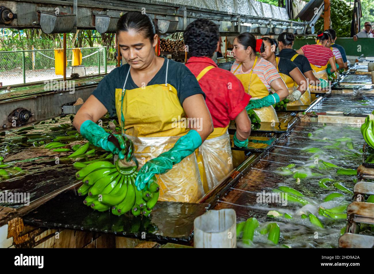 Workers processing bananas at the Dole plantation in Costa Rica ...