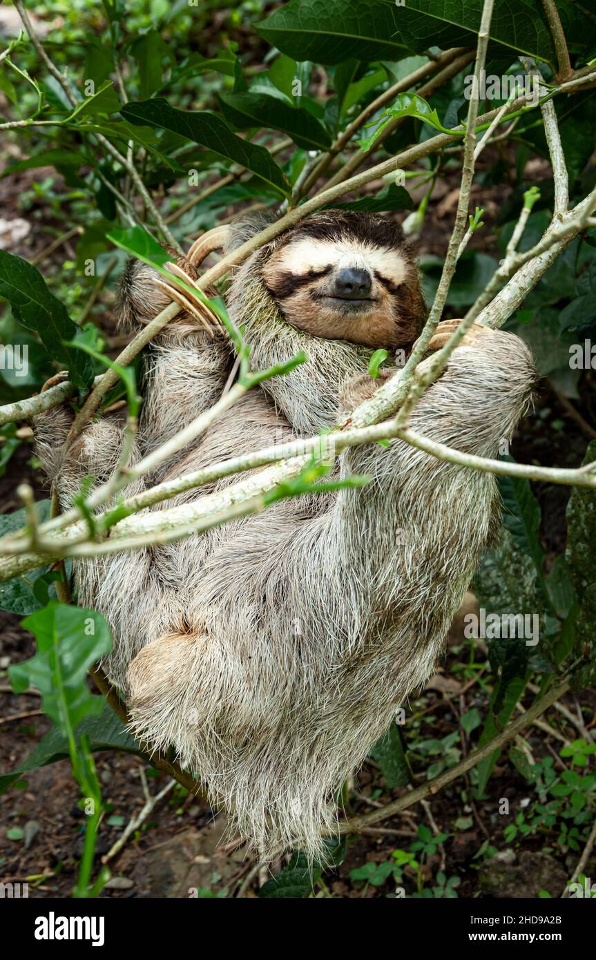 A three toed sloth in the forest of Costa Rica, Caribbean, Central ...