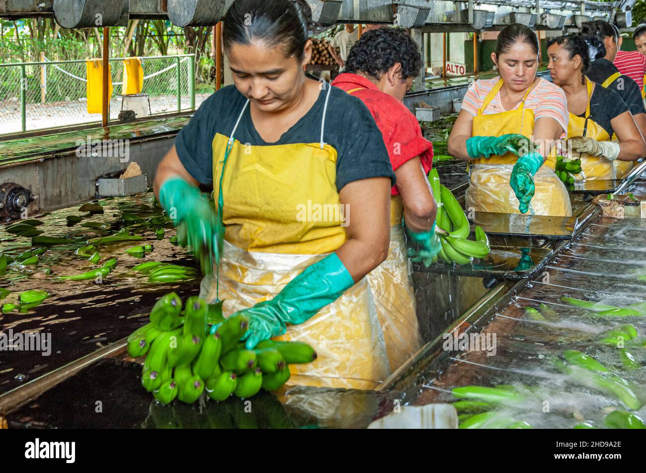 Workers processing bananas at the Dole plantation in Costa Rica ...