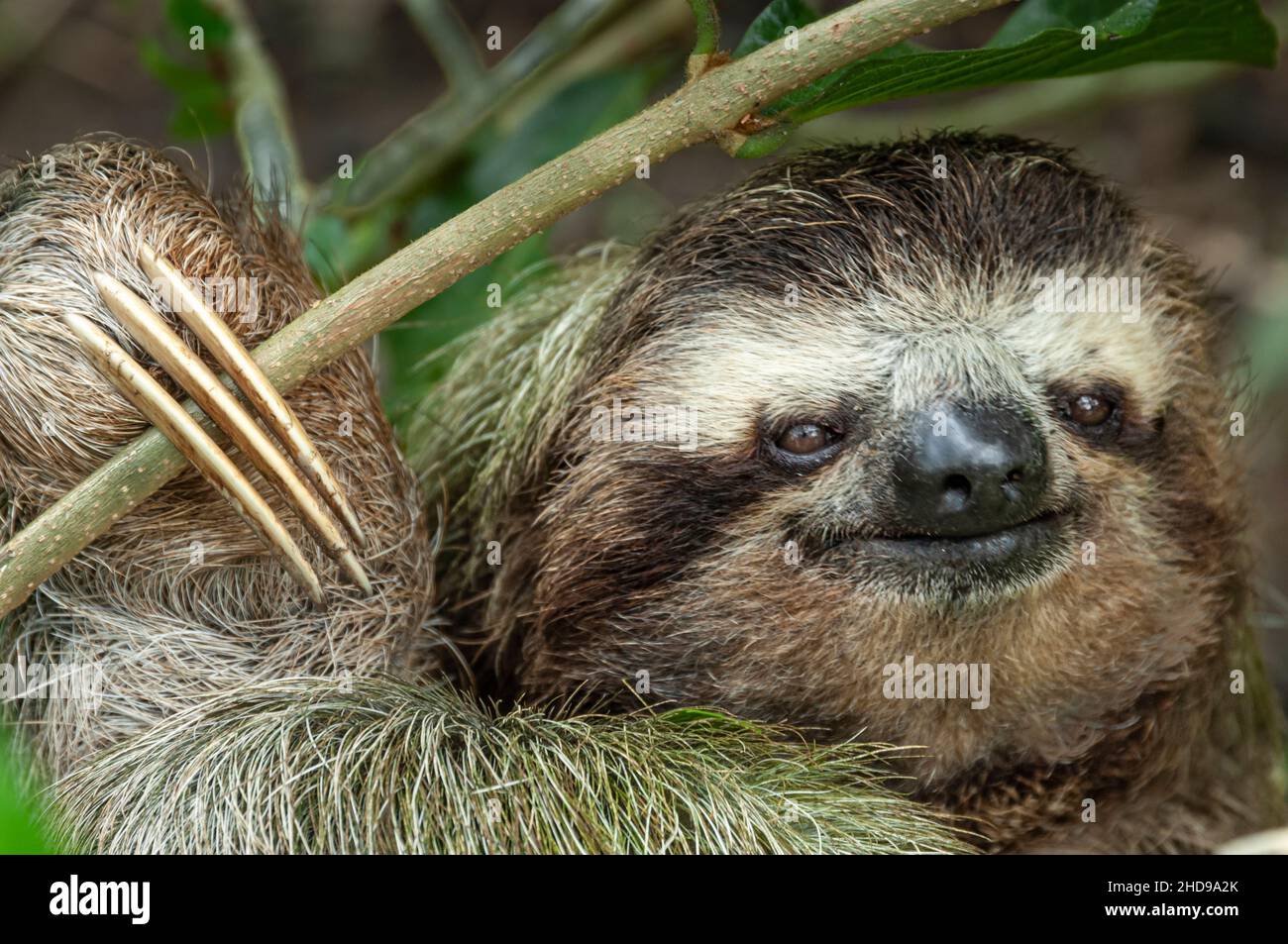 A three toed sloth in the forest of Costa Rica, Caribbean, Central ...
