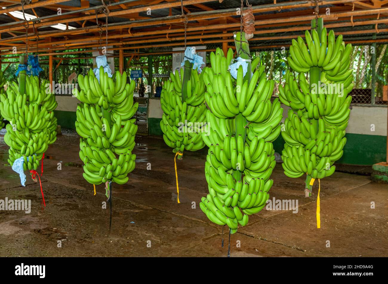 Bundles of bananas at the dole plantation in Costa Rica, Central ...
