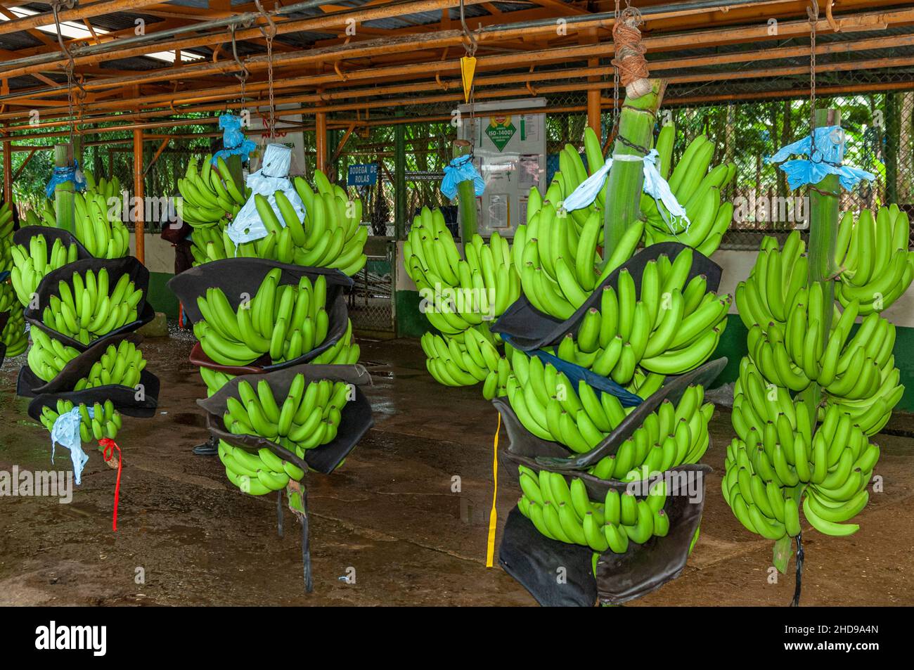Bundles of bananas at the dole plantation in Costa Rica, Central ...
