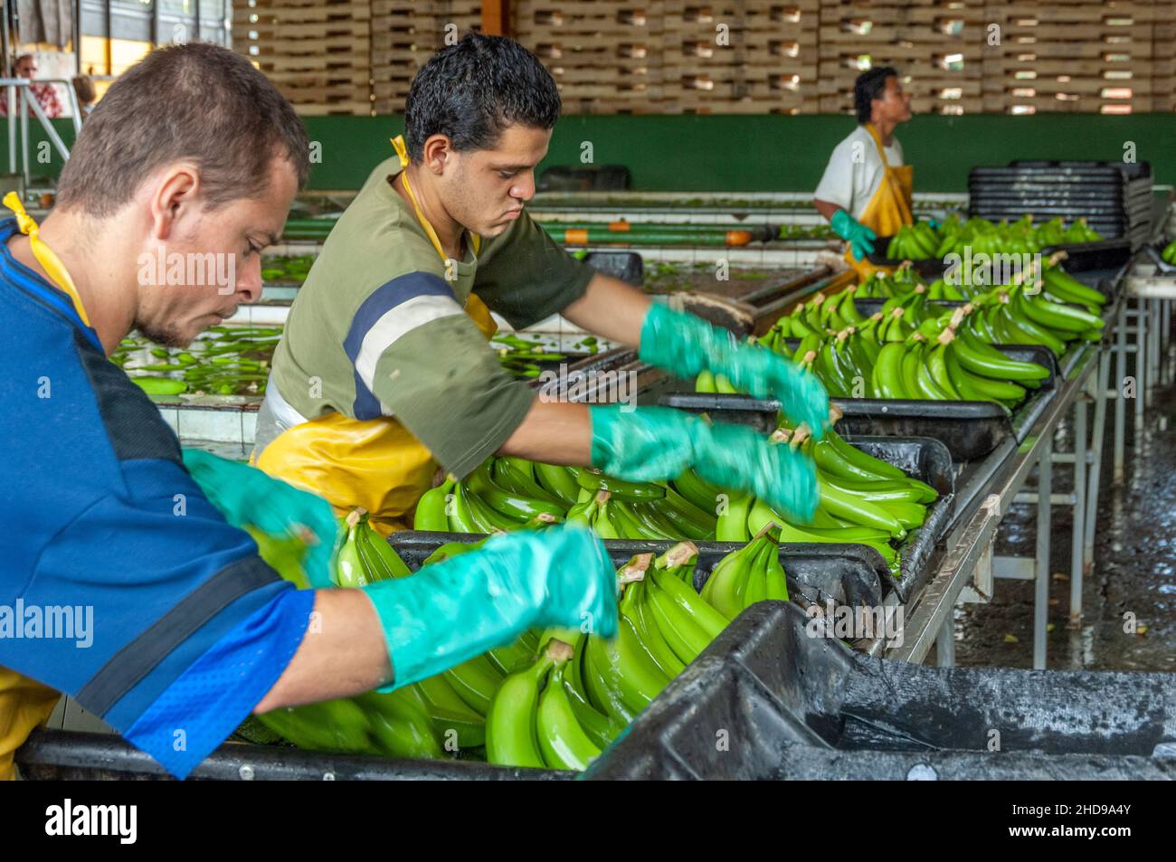 Workers processing bananas at the Dole plantation in Costa Rica ...