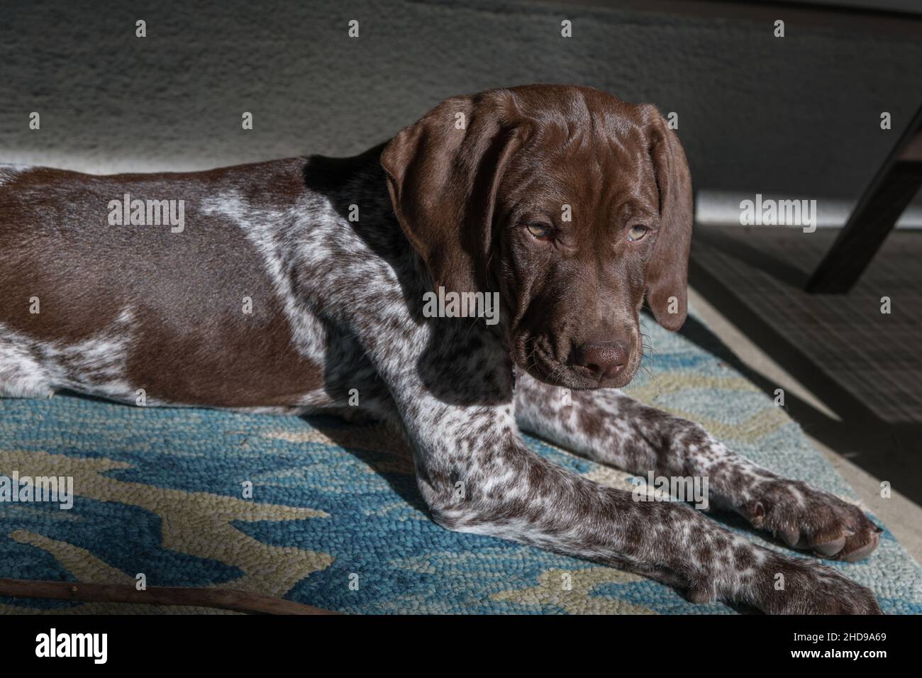 Portrait of a cute German Shorthaired Pointer puppy Stock Photo - Alamy