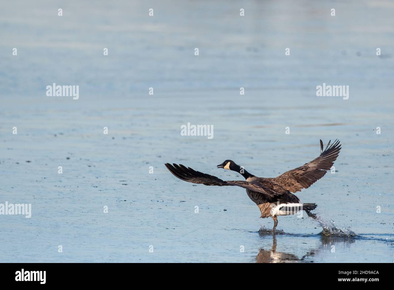 Goose take off hi-res stock photography and images - Alamy