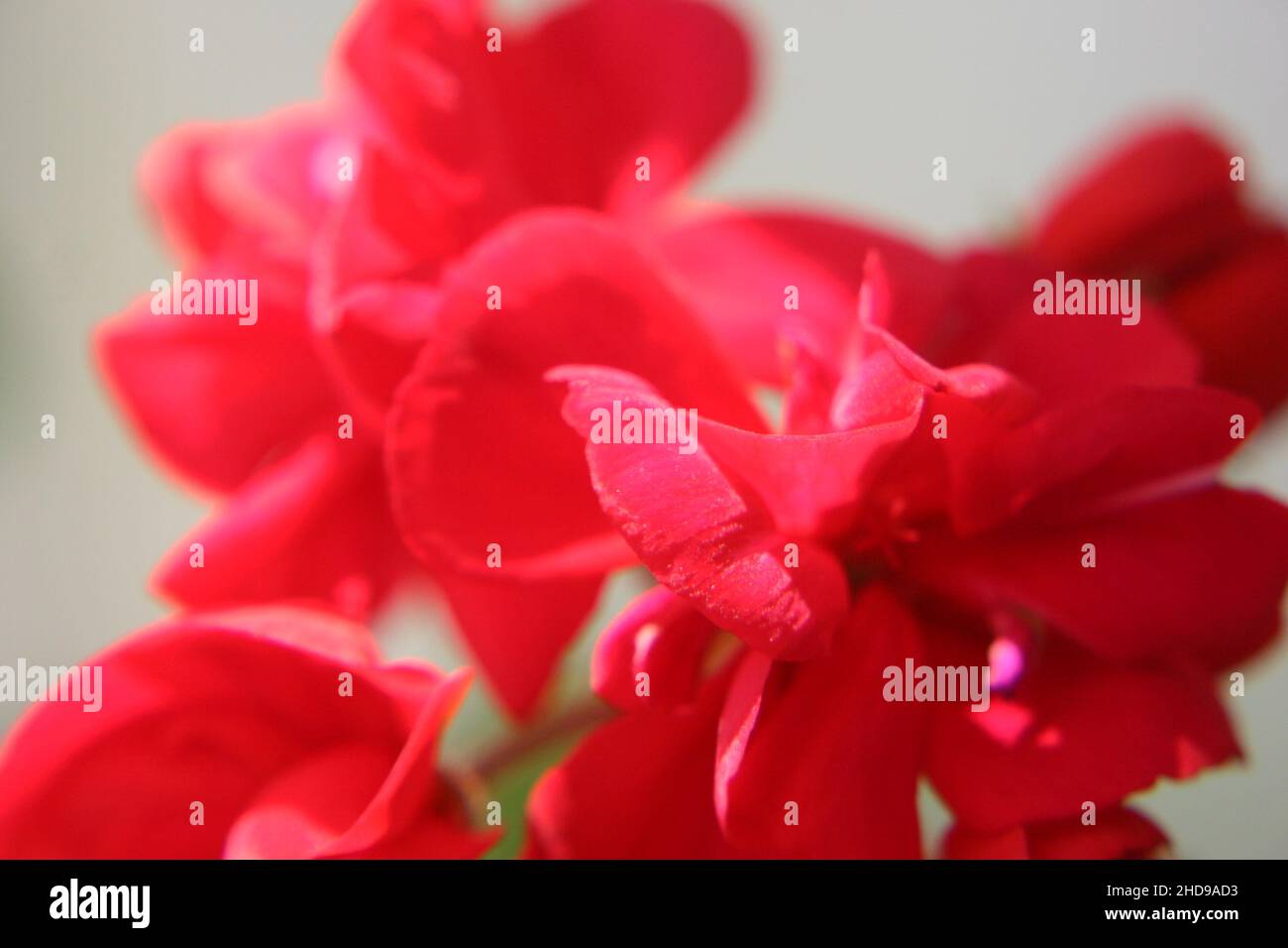 Bright red geranium (pelargonium) flowers close up Stock Photo - Alamy