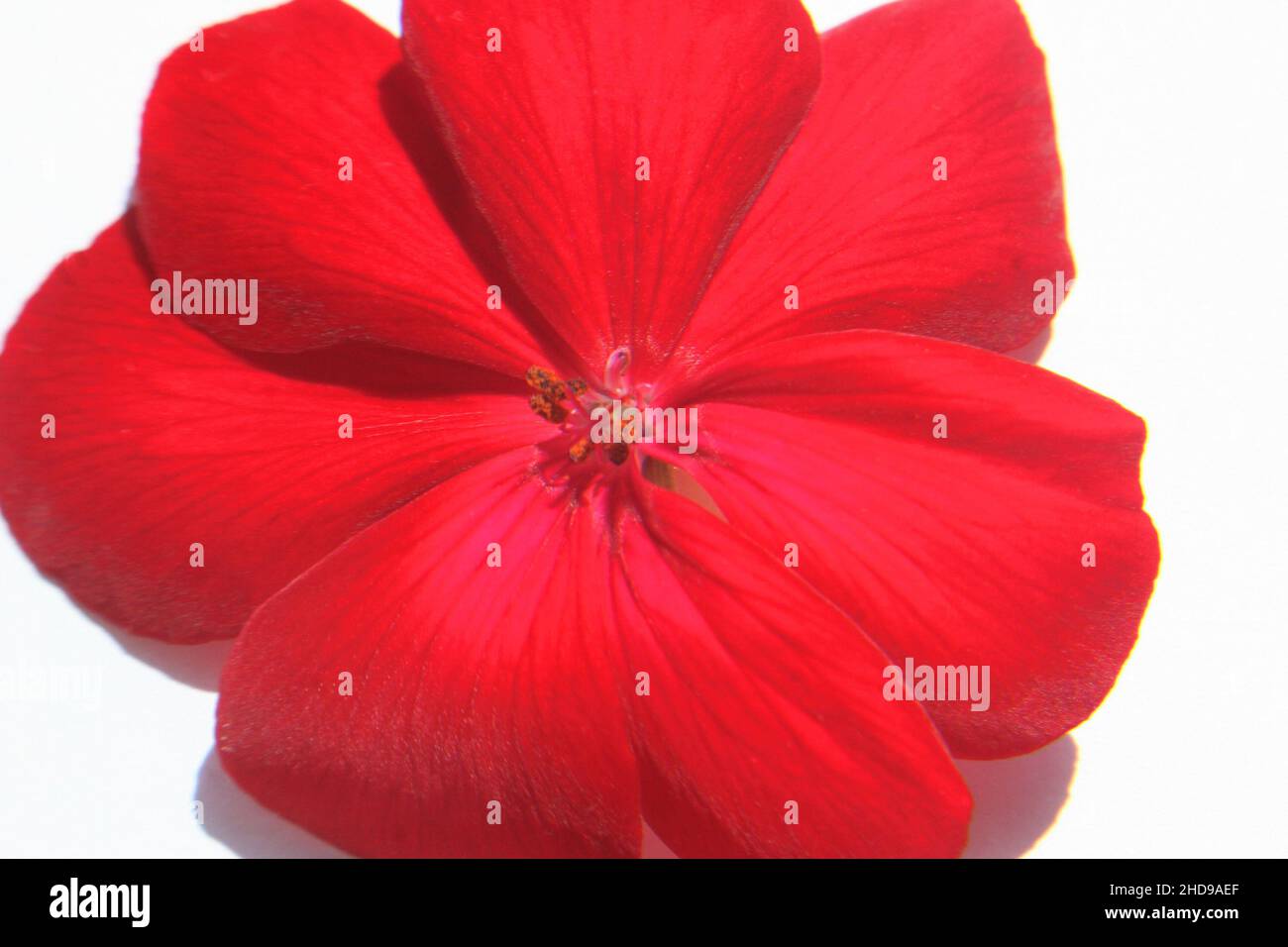 Bright red geranium (pelargonium) flower close up Stock Photo - Alamy