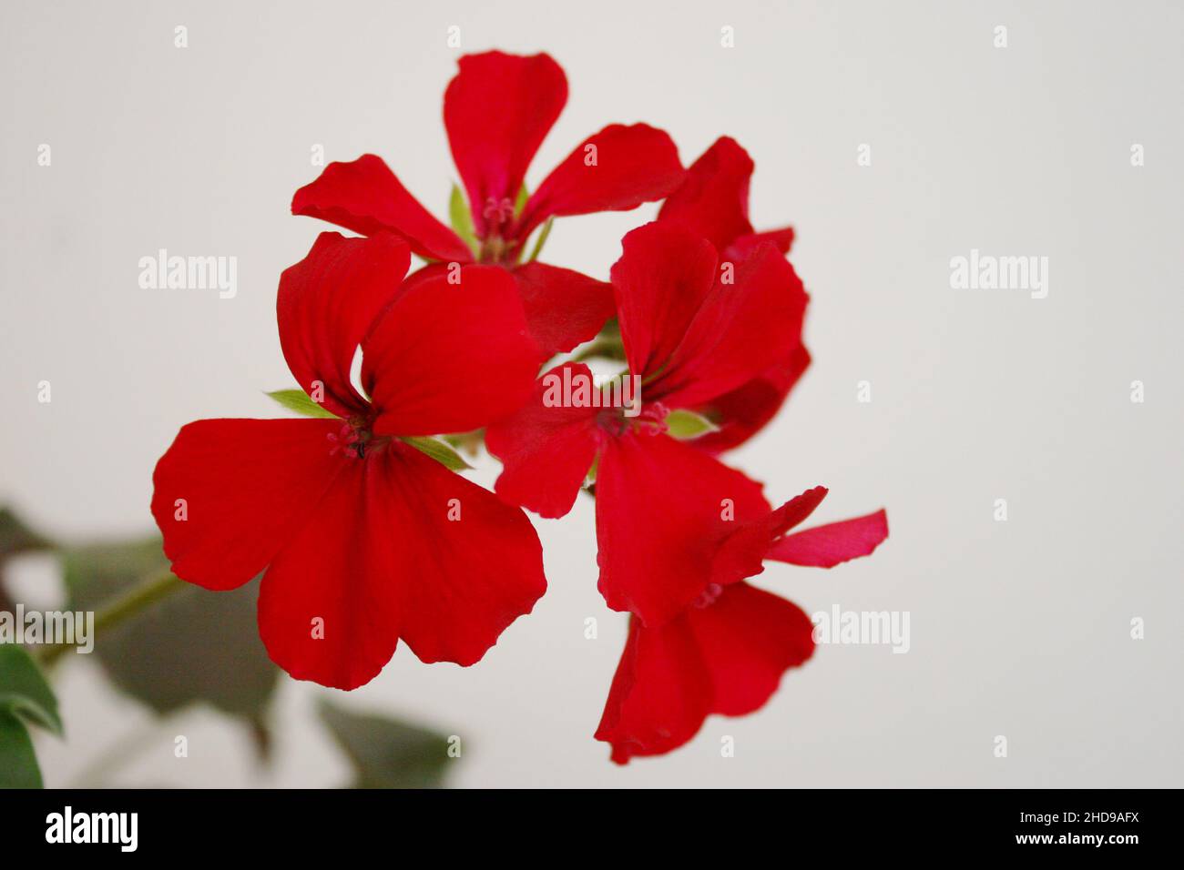 Bright red geranium (pelargonium) flowers close up Stock Photo - Alamy