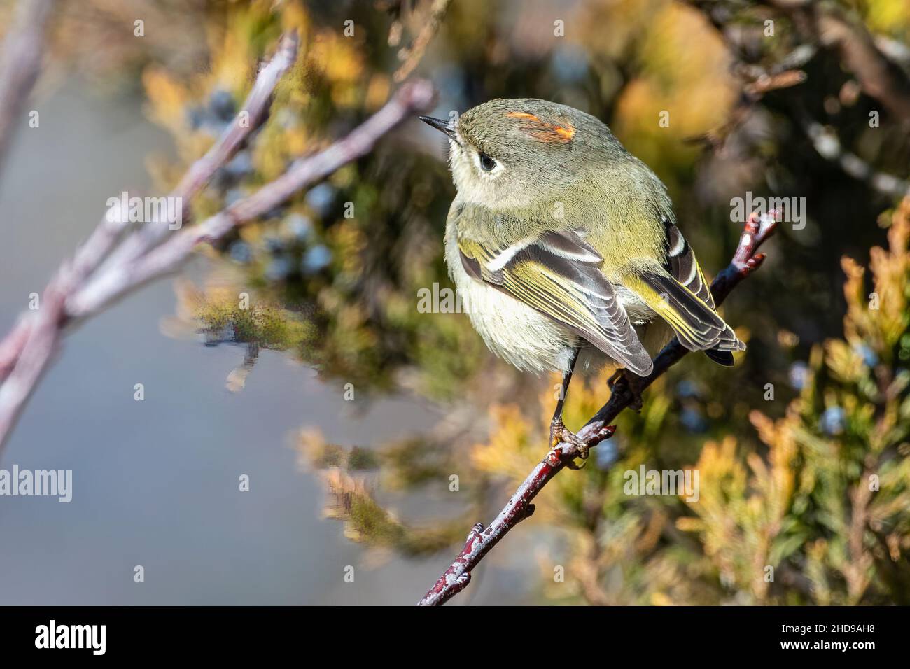 Ruby crowned kinglets hi-res stock photography and images - Alamy