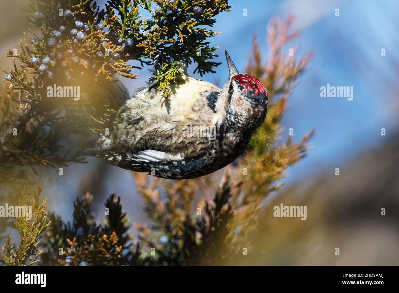 Female yellow-bellied sapsucker foraging in eastern red cedar Stock ...