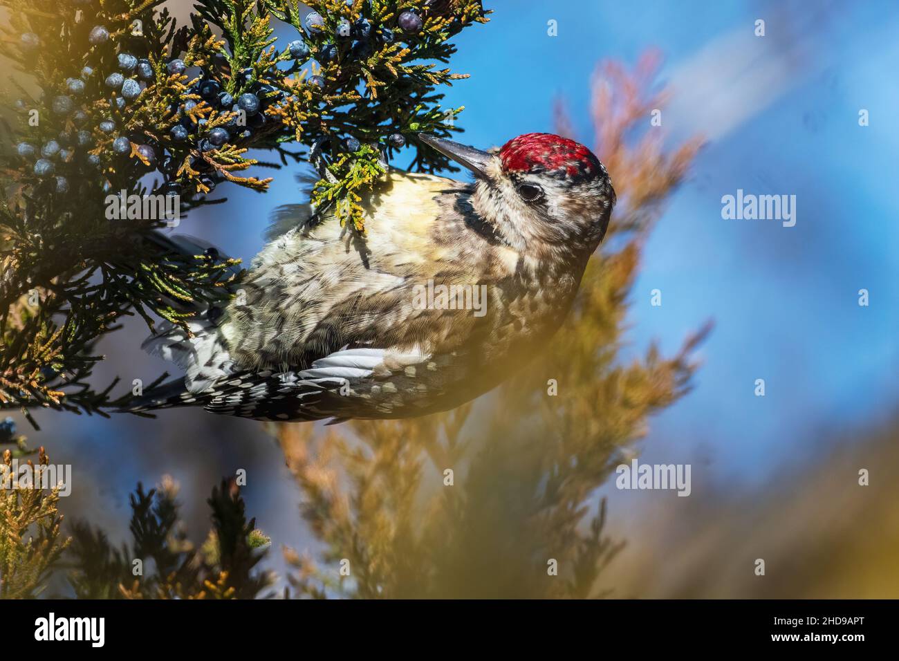 Female yellow-bellied sapsucker foraging in eastern red cedar Stock ...