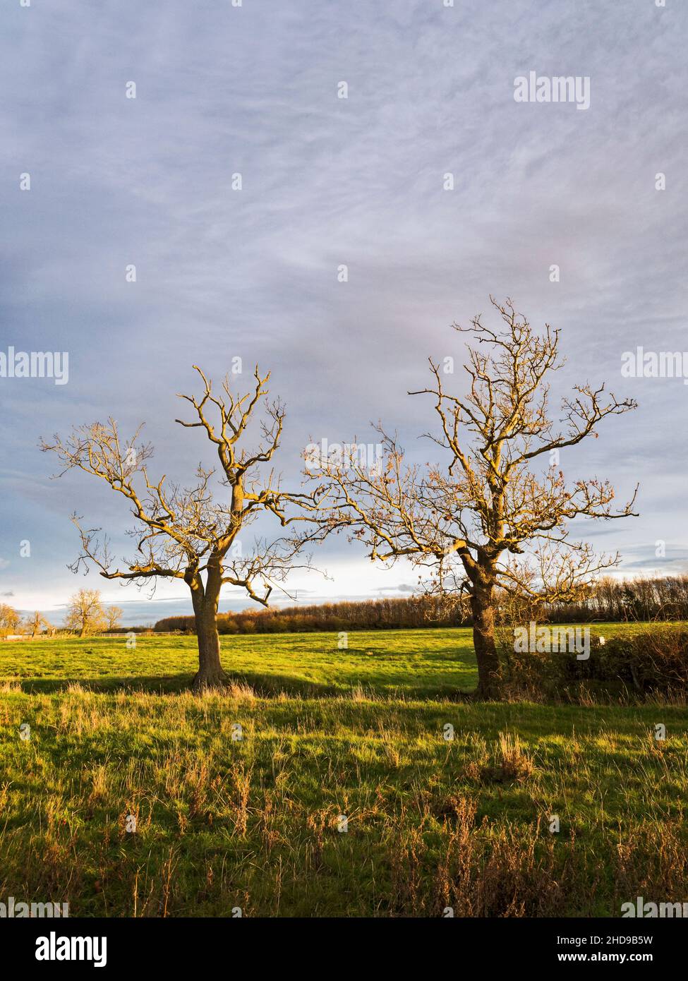 Two barren trees with winter sunlight in Northumberland, UK Stock Photo ...