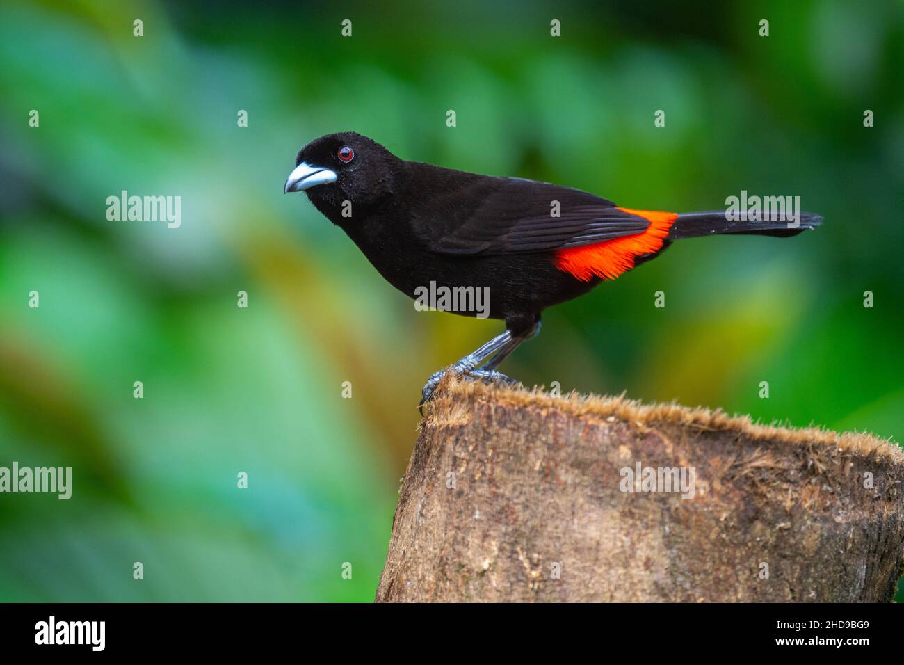 Selective of a Scarlet-rumped Tanager (Ramphocelus passerinii) on a ...