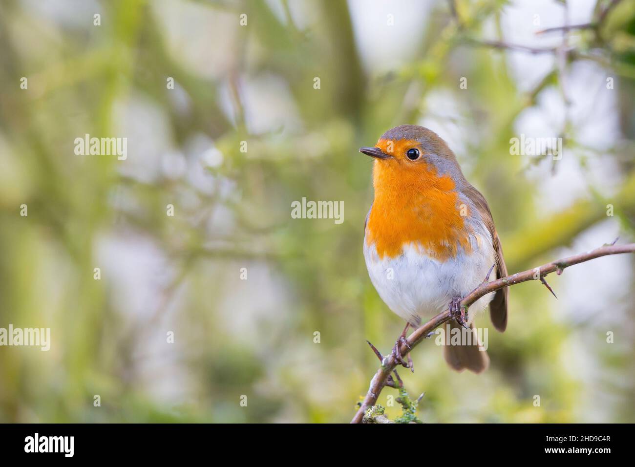 Close, front view of wild, UK robin bird (Erithacus rubecula) perching ...