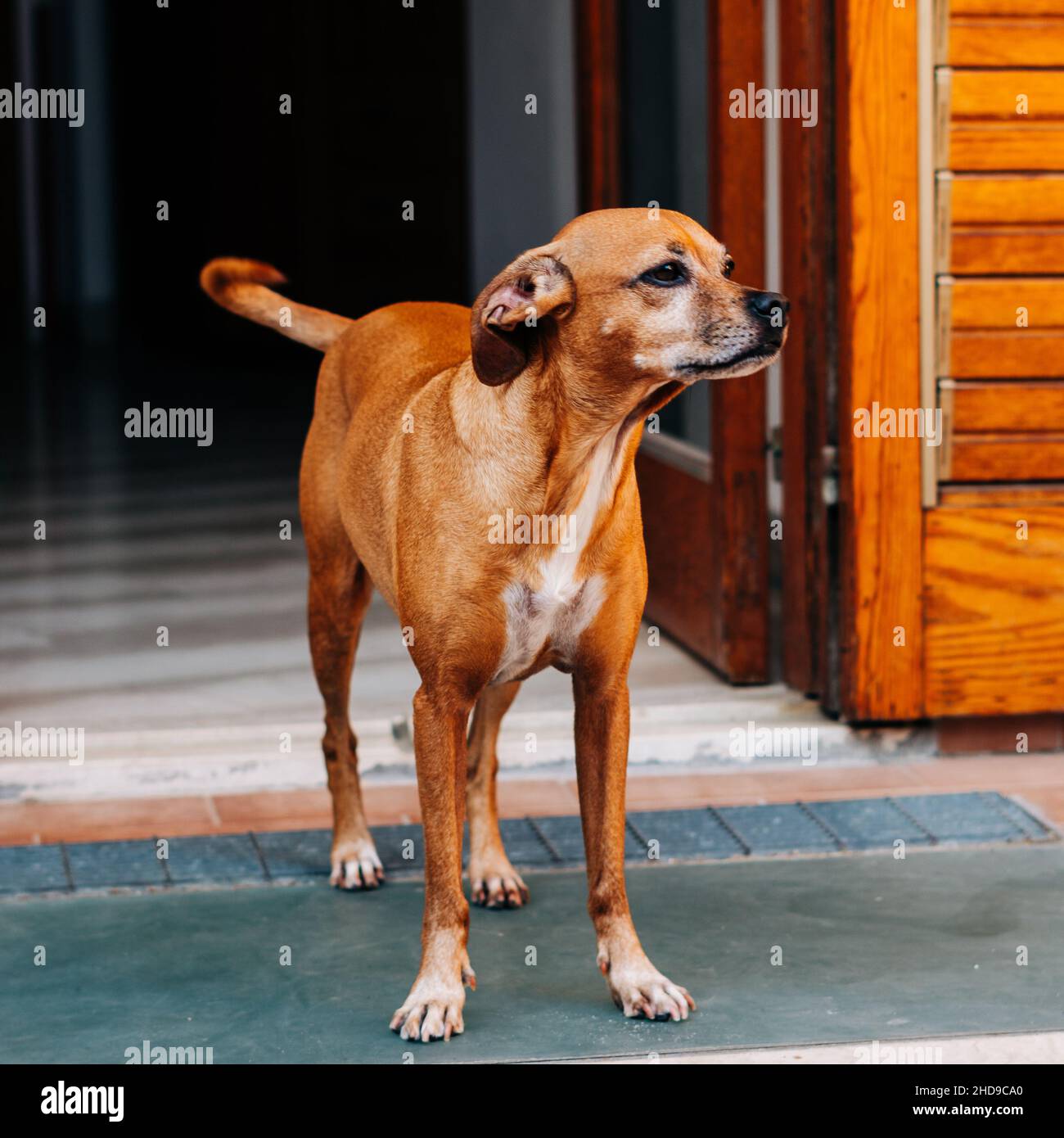 Adorable brown German Pinscher Stock Photo - Alamy