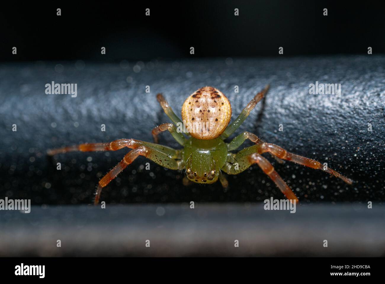 Closeup of a spider on an iron Stock Photo - Alamy