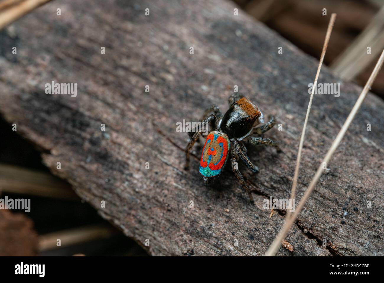 Maratus spider hi-res stock photography and images - Alamy