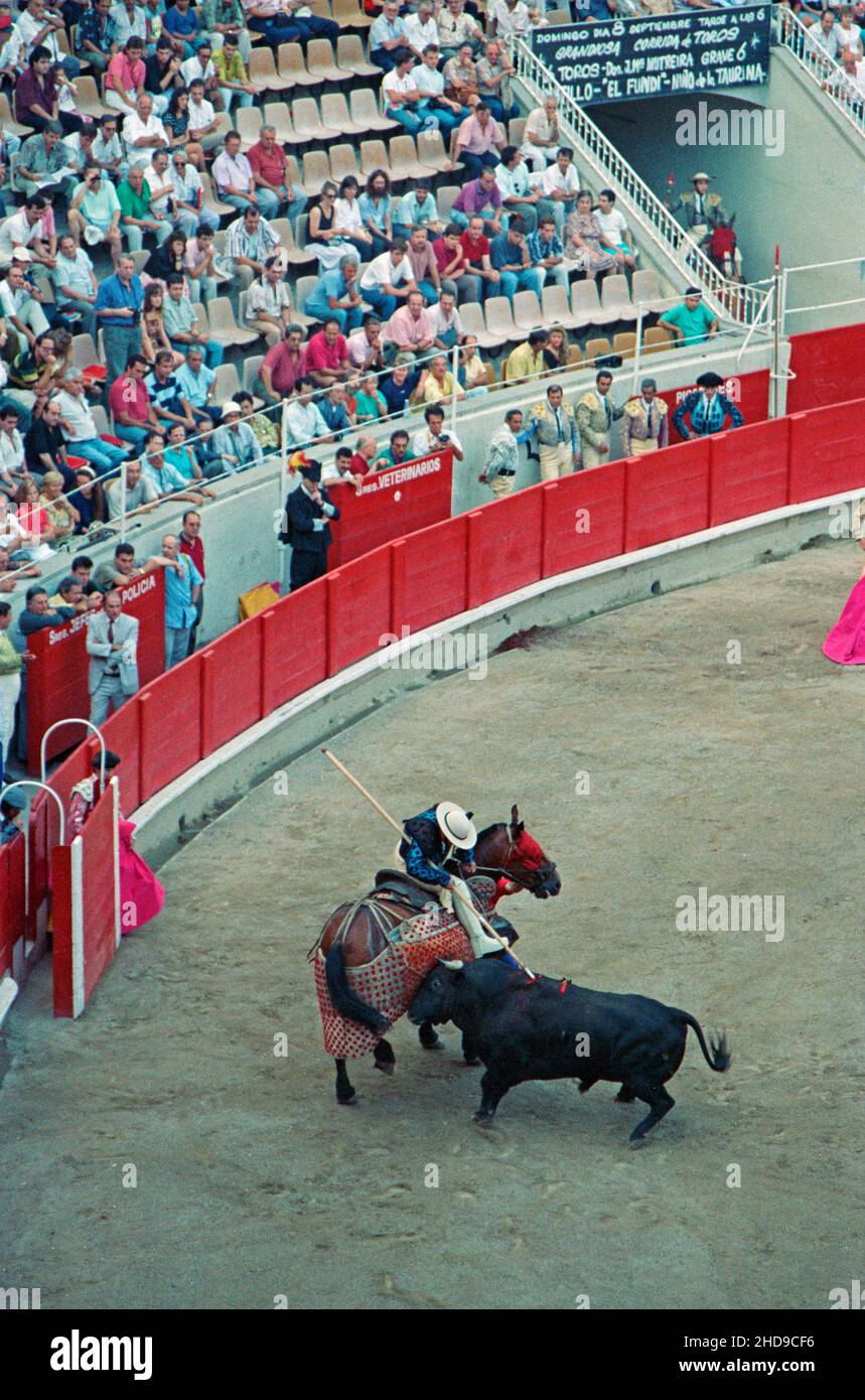 lancer on horseback, called picador, and bull, bullfight, Plaza de ...