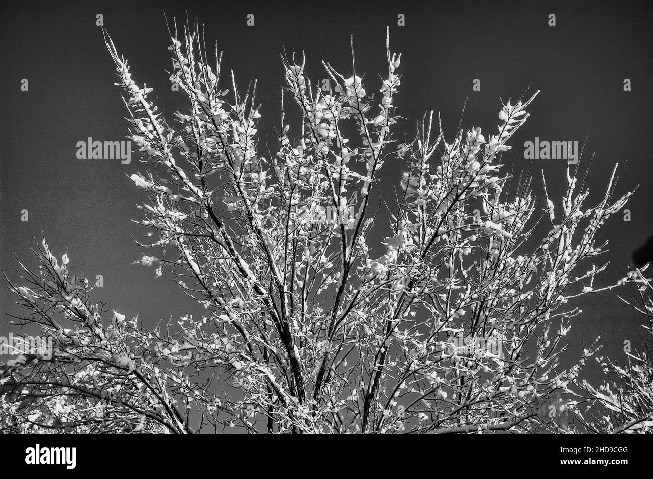 Serene seasonal scene Black and White Stock Photos & Images - Alamy