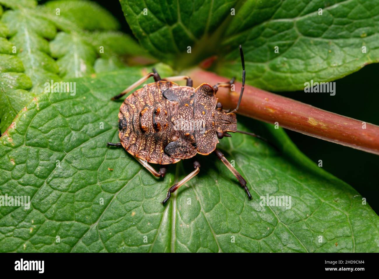 Closeup of a brown marmorated stink bug on a leaf in a garden Stock ...