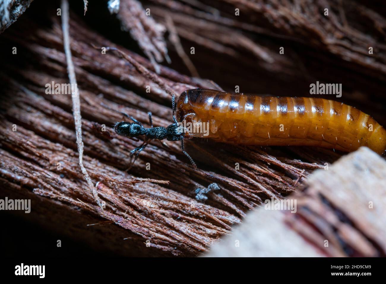 Ant fighting with worm hi-res stock photography and images - Alamy
