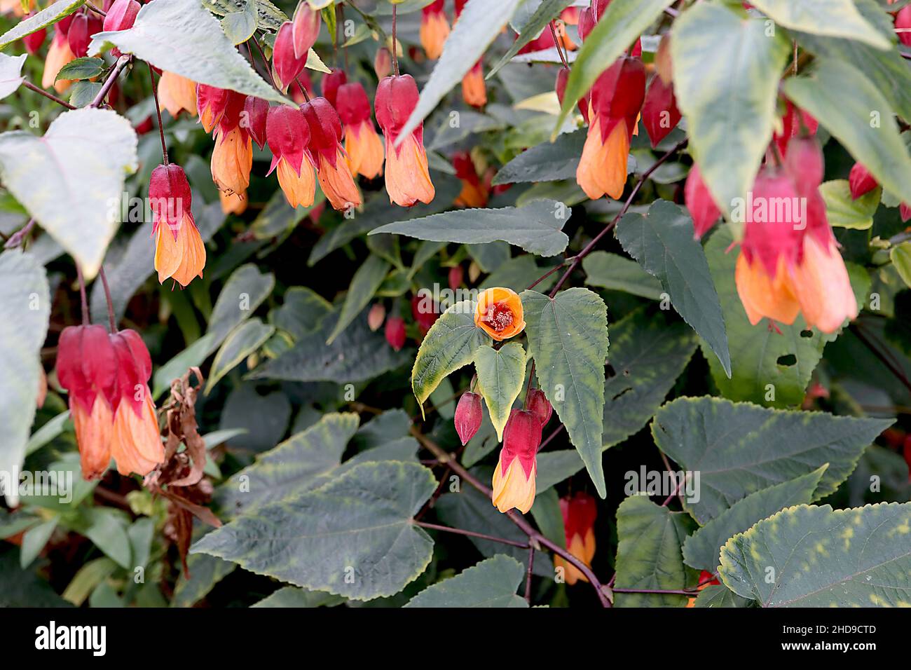 Abutilon x milleri Miller abutilon – pendulous apricot yellow flowers ...