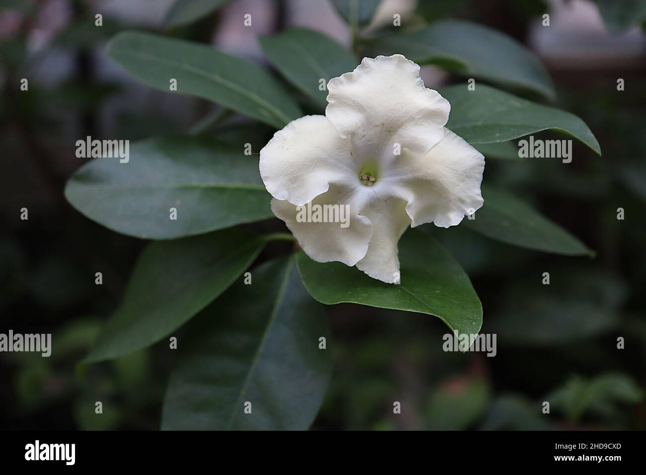 Brunfelsia americana lady of the night – white salverform flowers with ...