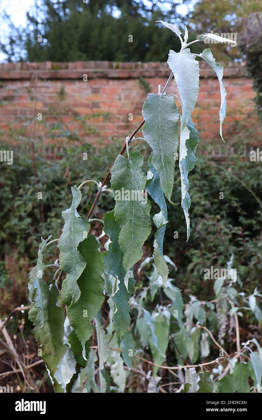 Buddleja agathosma LEAVES ONLY agathosma butterfly bush – large and ...