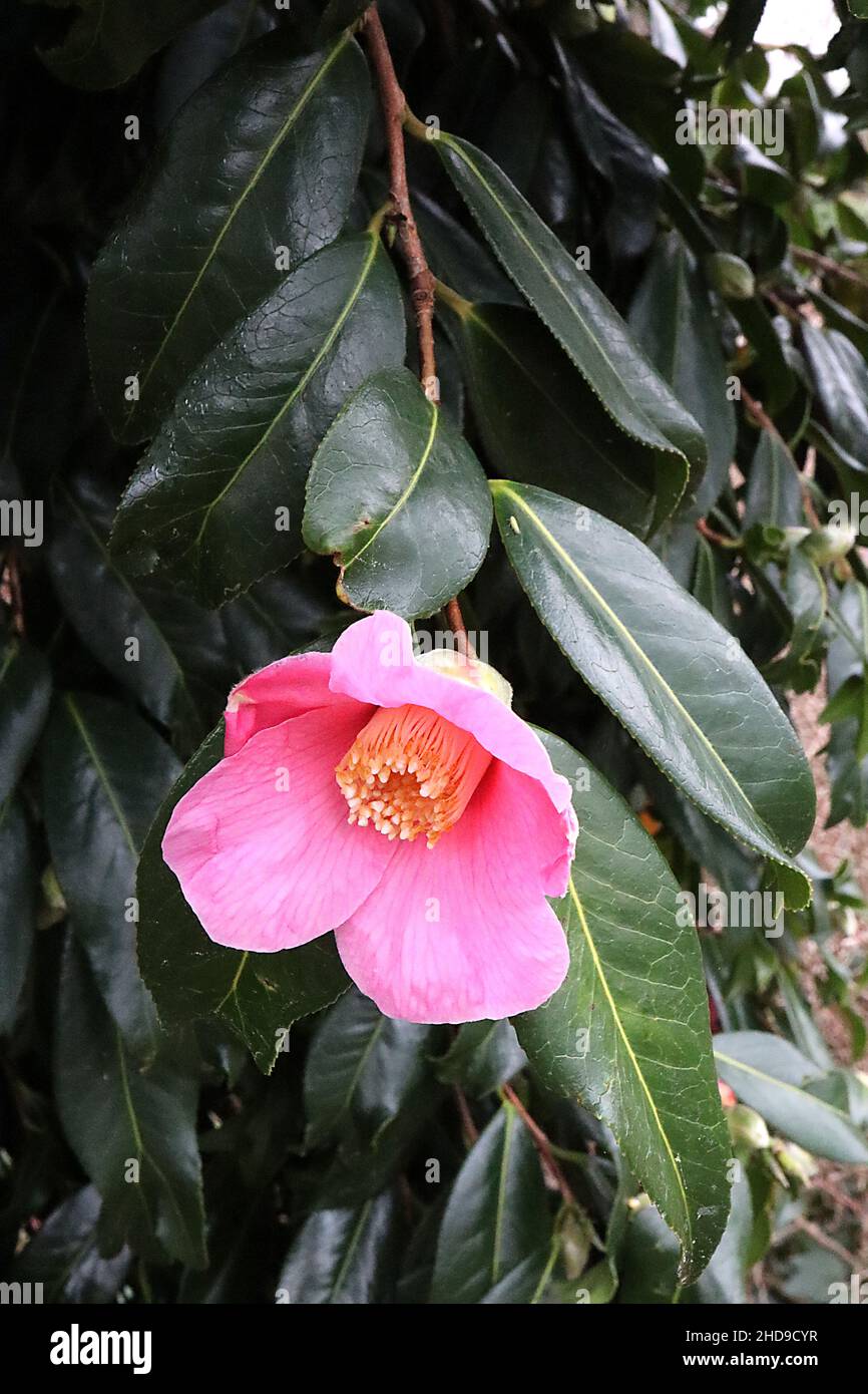 Camellia japonica kingyo tsubaki hi-res stock photography and images ...
