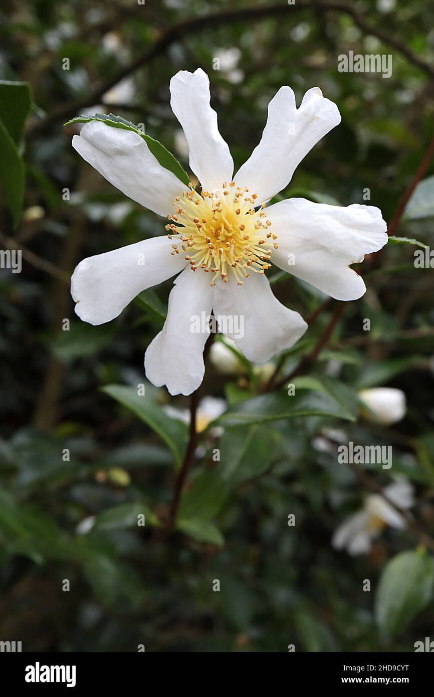 Cog like flowers hi-res stock photography and images - Alamy