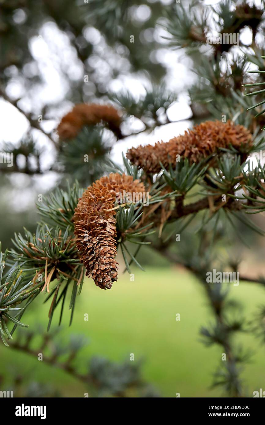 Atlas cedar england hi-res stock photography and images - Alamy