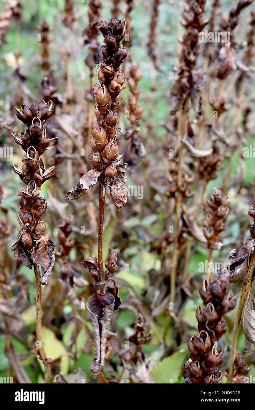 Chelone obliqua twisted shell flower – rich brown seed heads ...