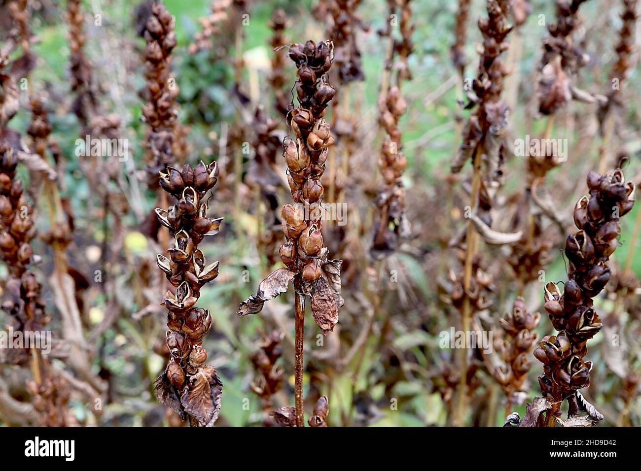 Chelone obliqua twisted shell flower – rich brown seed heads ...