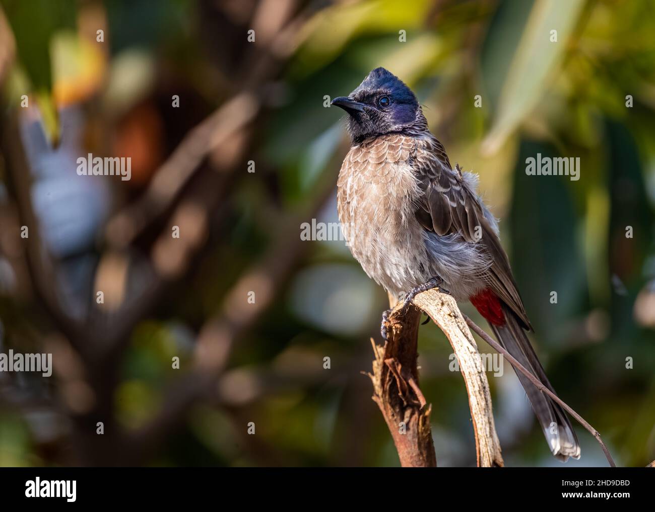 Black bulbul hi-res stock photography and images - Alamy