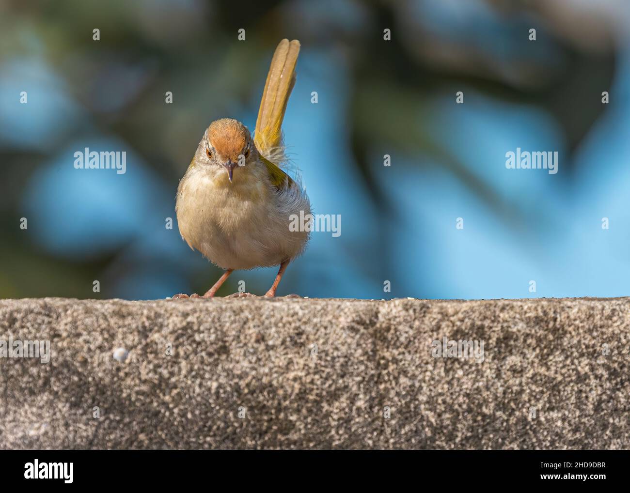 Tiny bird with a long tail hi-res stock photography and images - Alamy