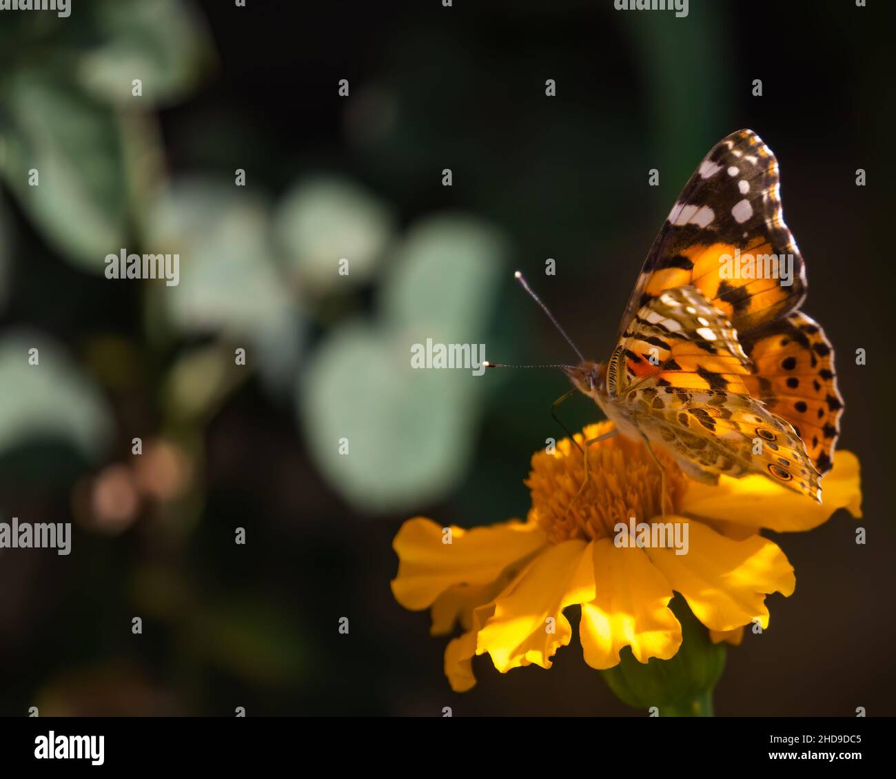 Painted lady butterfly life cycle hi-res stock photography and images ...