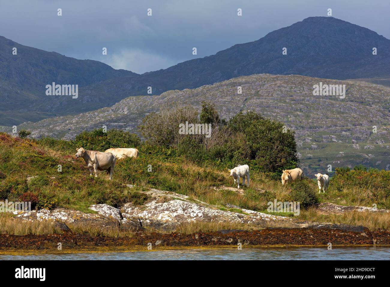 Bere peninsula hi-res stock photography and images - Alamy