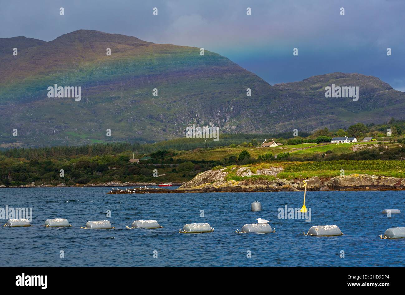 Fish farming in Adrigole, Beara Peninsula, County Cork, Ireland Stock ...