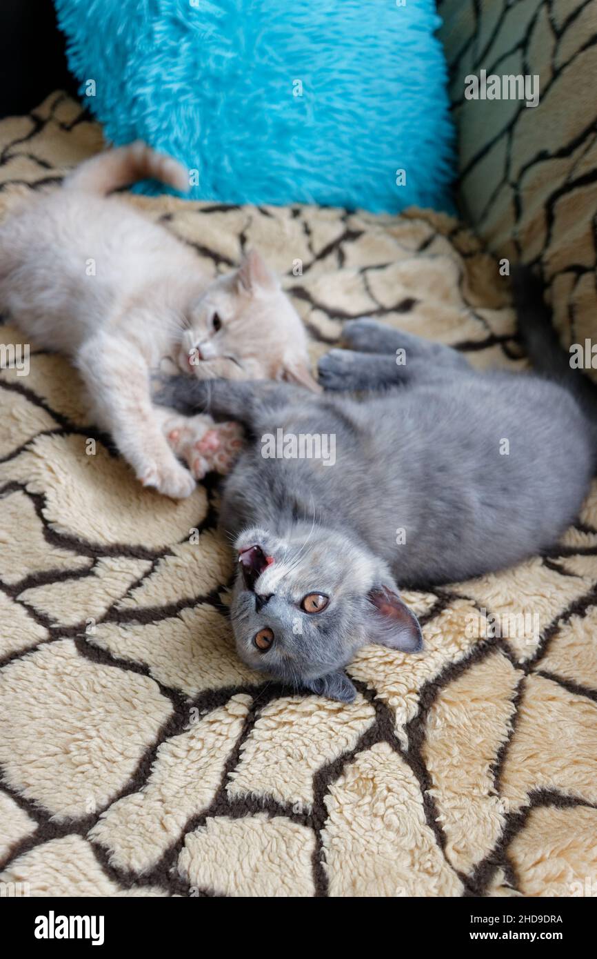 Portrait of two funny kittens playing on the sofa Stock Photo - Alamy