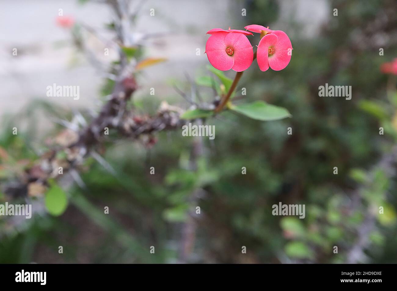 Euphorbia milii crown of thorns spurge – tiny yellow flowers surrounded ...