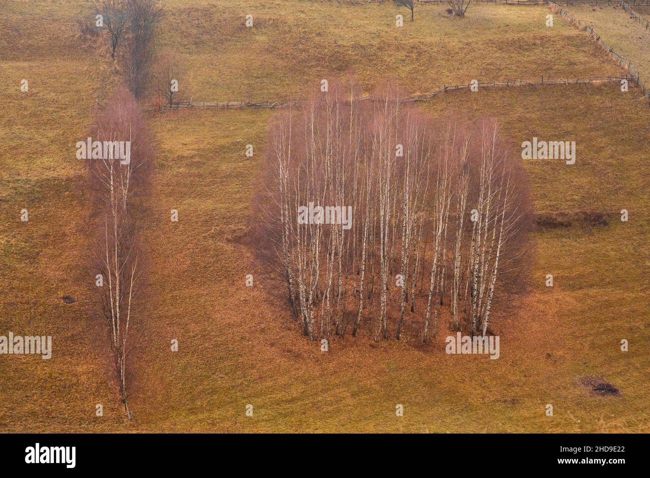 Beautiful view of dry trees on the hill in the fog Stock Photo - Alamy