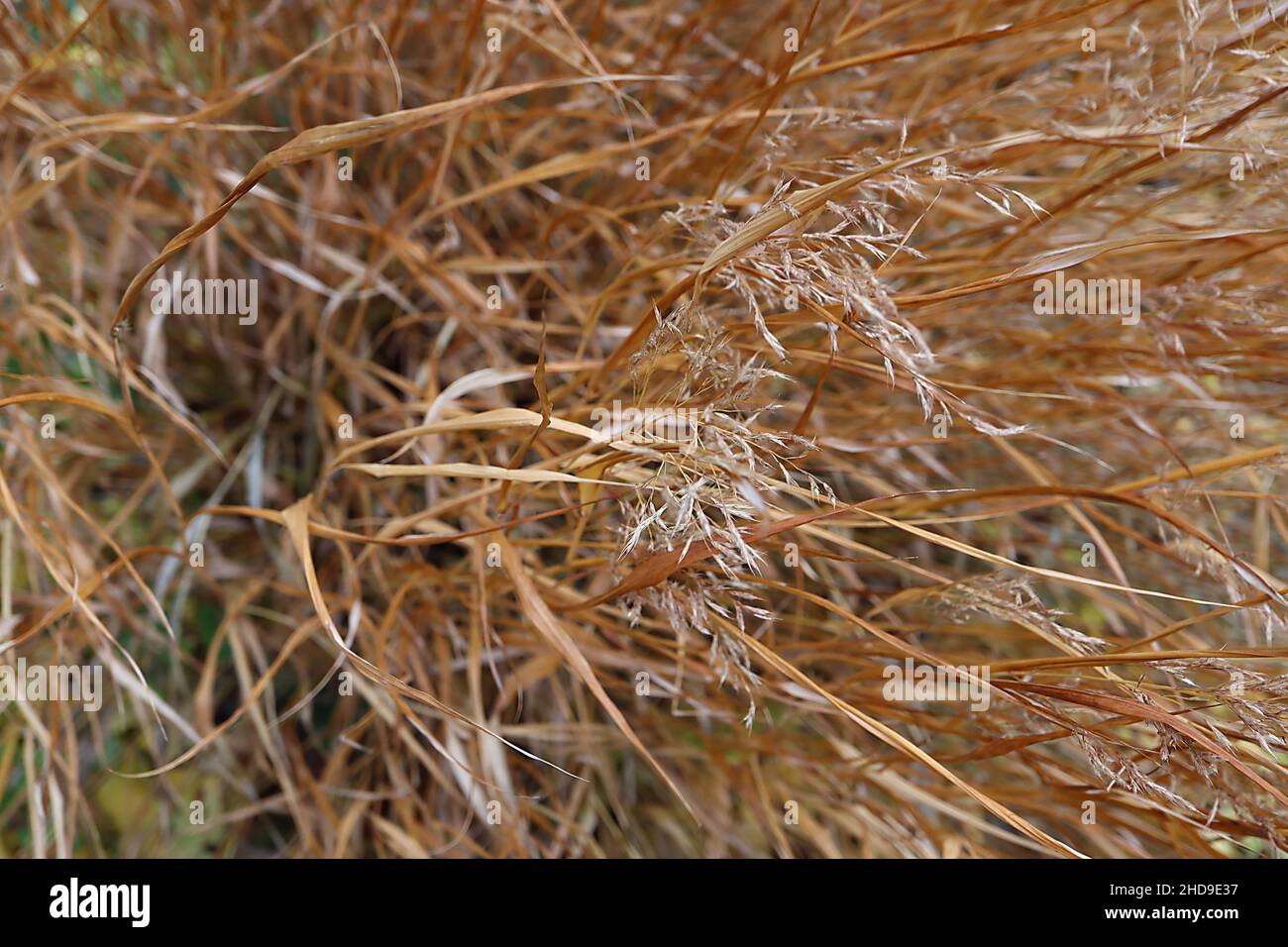 Japanese forest grass hi-res stock photography and images - Alamy