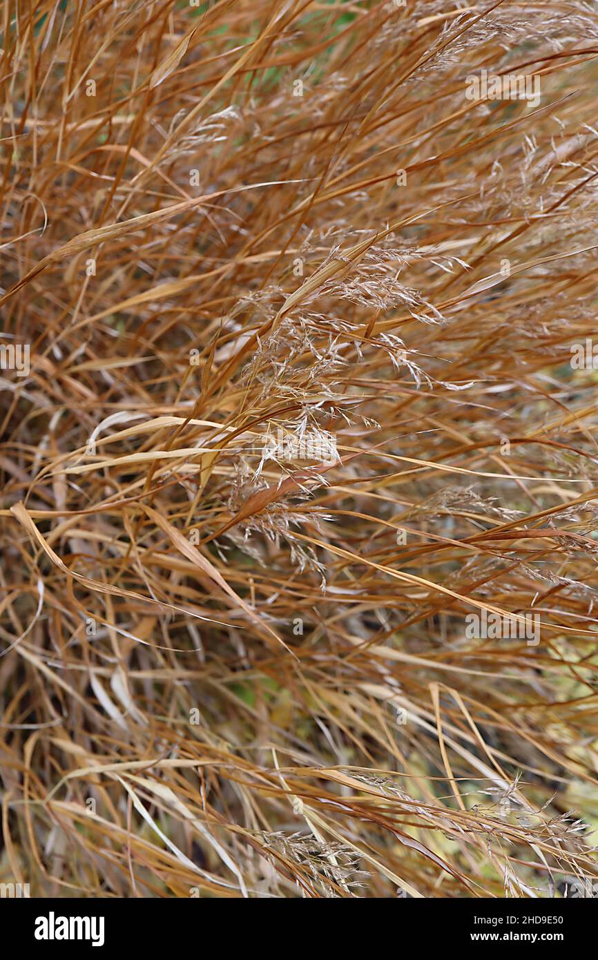 Japanese forest grass hi-res stock photography and images - Alamy